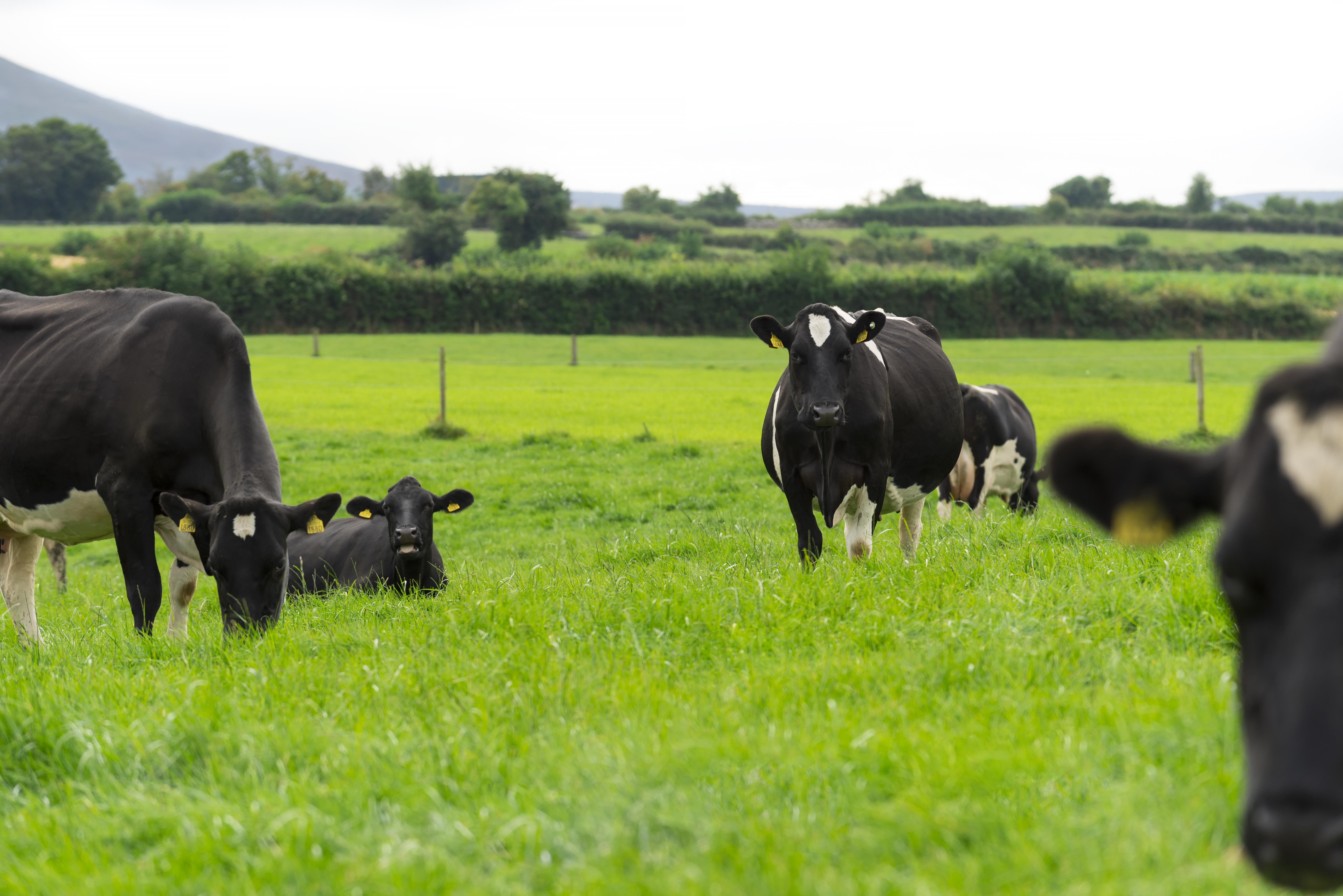 Dry Cow Minerals - Dairygold