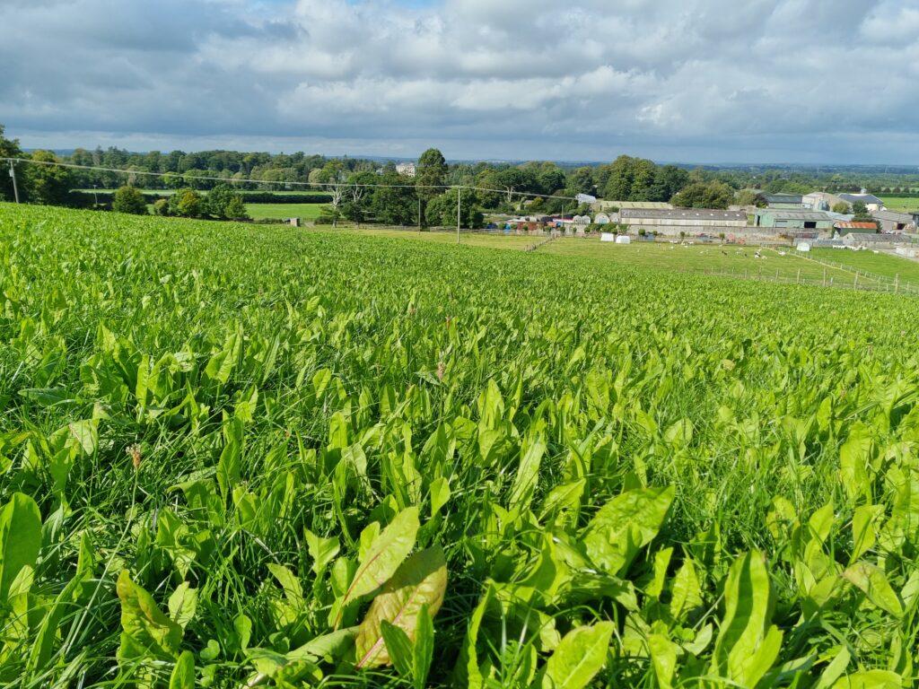 Why multi-species swards are becoming so popular - Dairygold