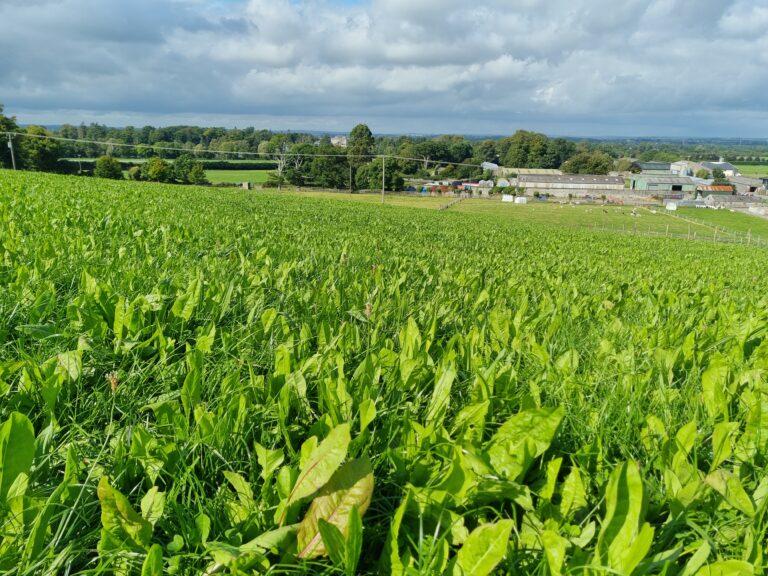 Why multi-species swards are becoming so popular - Dairygold