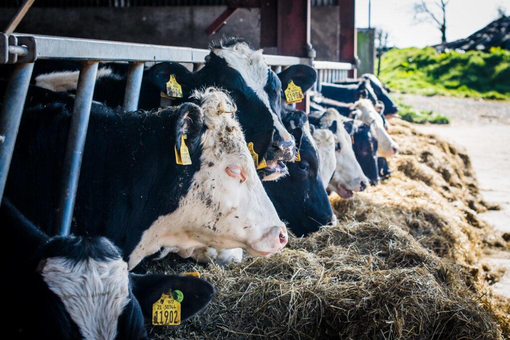 Winter Dosing Principles – Dairy Cows - Dairygold